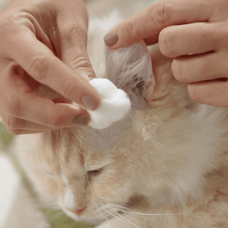 Voted #1 Cat Grooming In Singapore | Best Mobile Cat Grooming